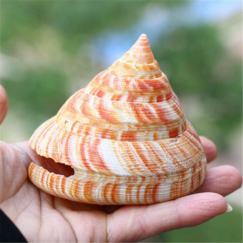 Emperor's Slit Shell Cone Shells Multi-Purpose DIY Crafts Nautical ...