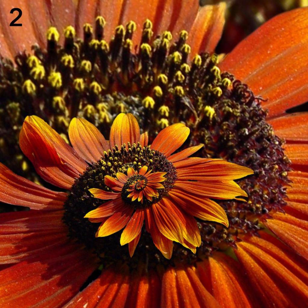 Buy 100Pcs Beautiful Miracle Daisy Rare Ornamental Garden Flowers Plant ...