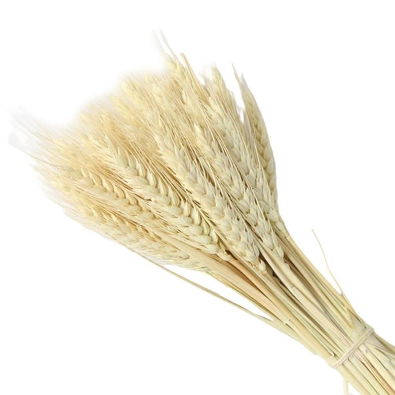 Buy Natural Wheat Decoration Rabbit Tail Grass Wedding Dried Home DIY ...