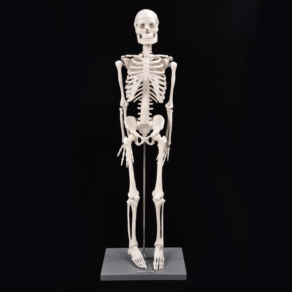 Cumpără Model schelet uman de 85cm cu instrument de experiment biologic ...
