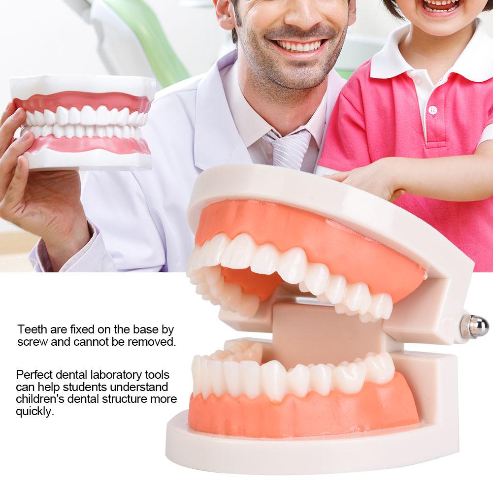Oral Education Model Kindergarten Children Teeth Brushing Model Dental ...