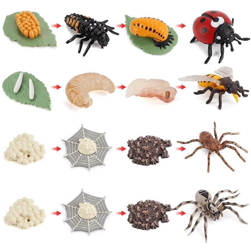 Buy 4PCS Insect Figurines Life Cycle Of Stag Beetle,Honey Bee,Mantis ...