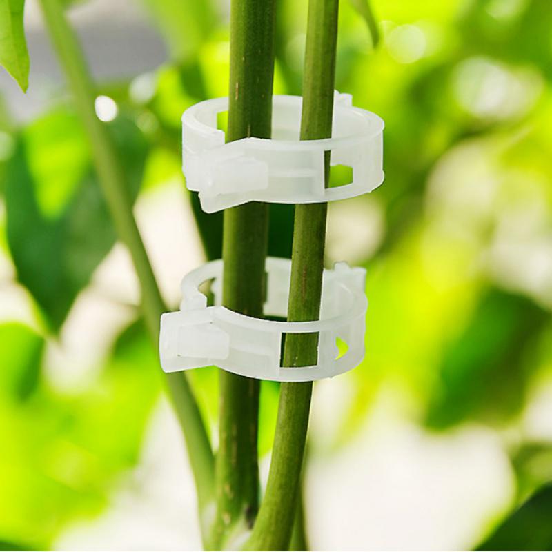 Buy 50Pcs Plant Fixed Plastic Buckle New Durable Clear Garden ...
