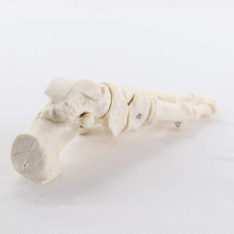 Foot bone model human foot joint model foot foot bone structure ankle ...