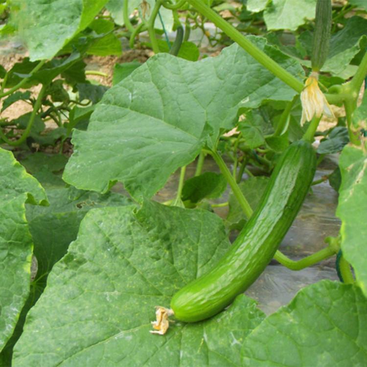 100pcs Green Vegetable Seeds Without Prickly Holland Cucumber Seeds ...