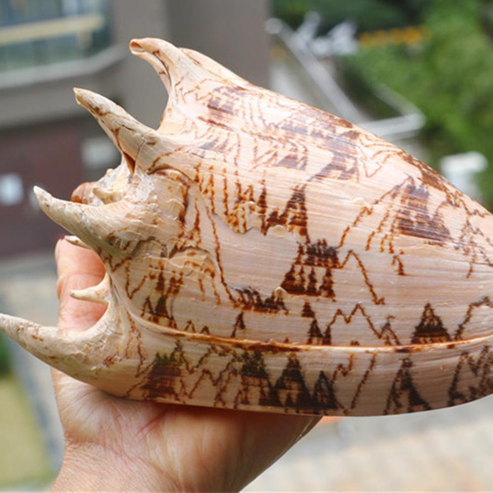 Buy 1pc New 15-17cm Large Natural Shell Conch Fish Tank Home Decoration ...