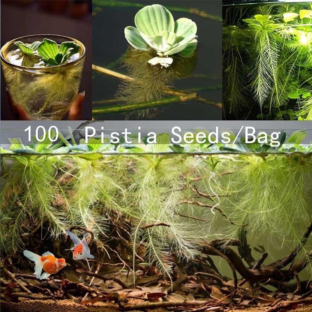 Buy Seeds 100Pcs Home Garden Pistia Pond Plant Aquatic Aquarium Pool ...