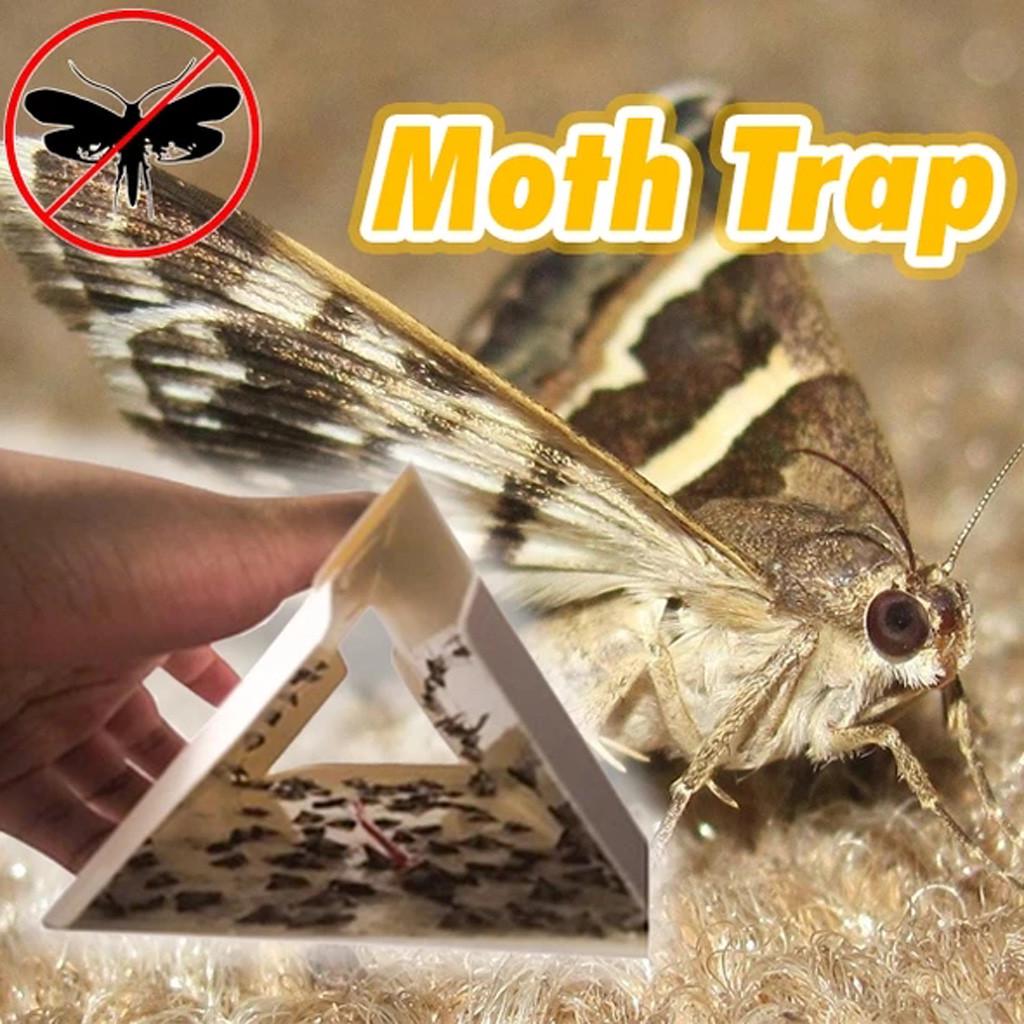 Buy Moth Trap Eliminates Moth Stick Suitable For Indian Meal Moth Mite ...