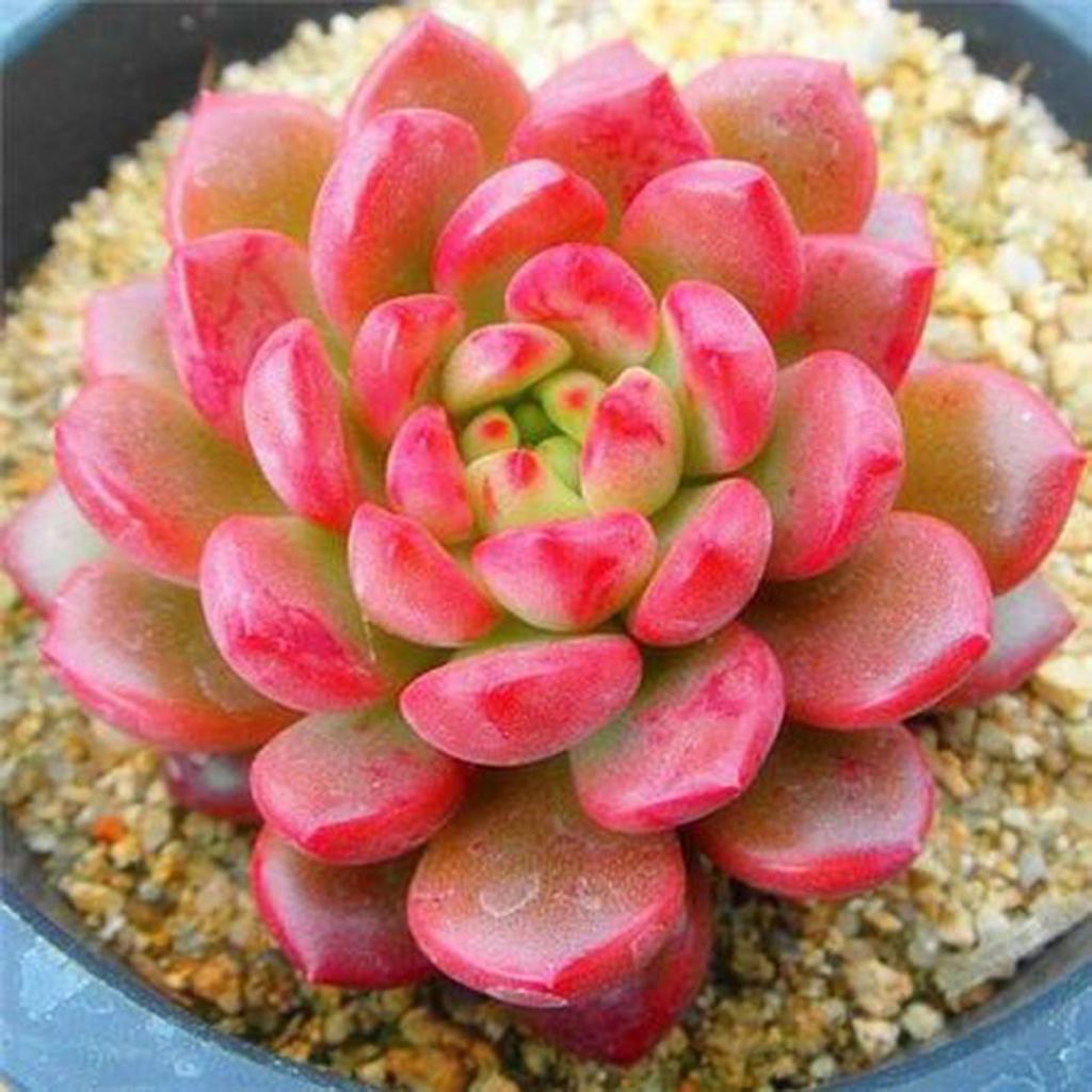 Buy 100pcs Potted Sedeveria Pink Ruby Rare Echeveria Succulent Seeds ...