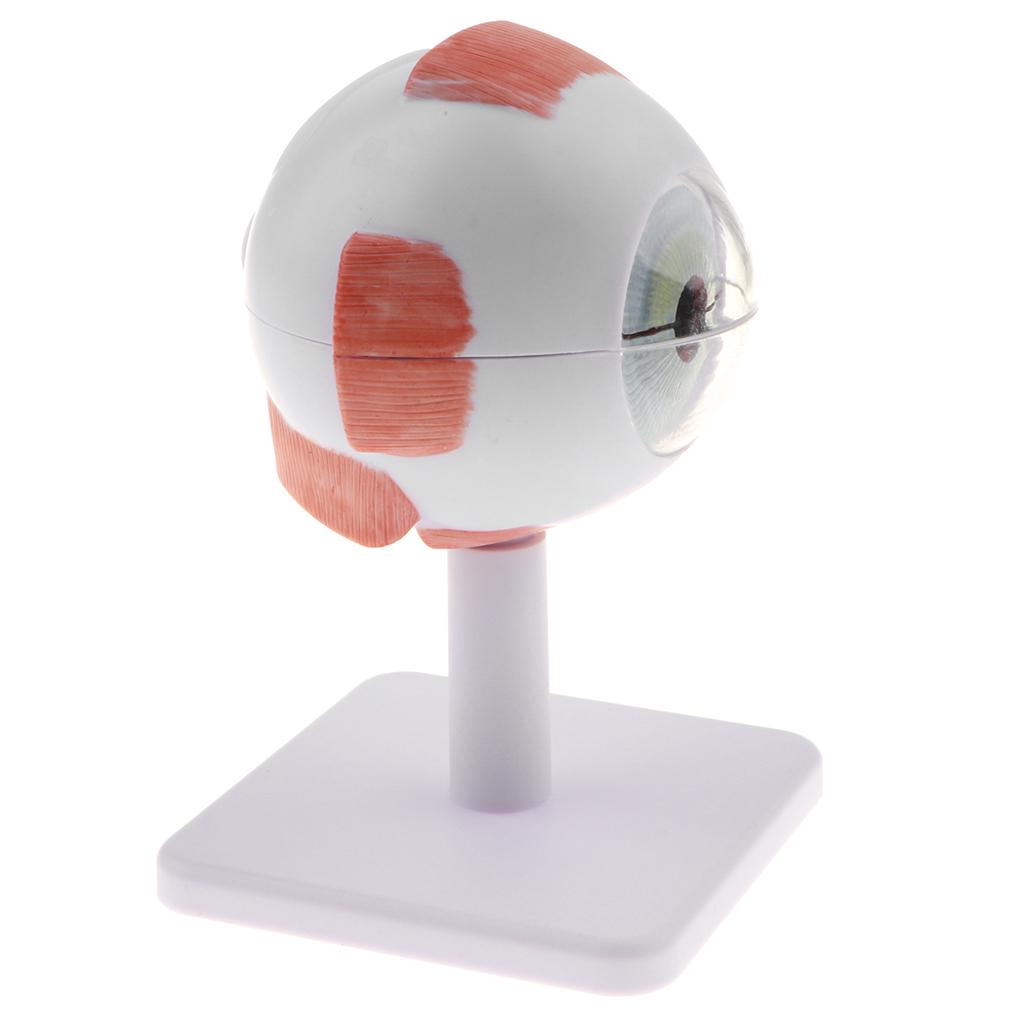 Satın alın Human Eye Ball Model Medical Anatomical Study Tool Lab ...