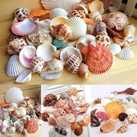 Squidward House For Fish Tank Natural Conch Shell Decoration For ...