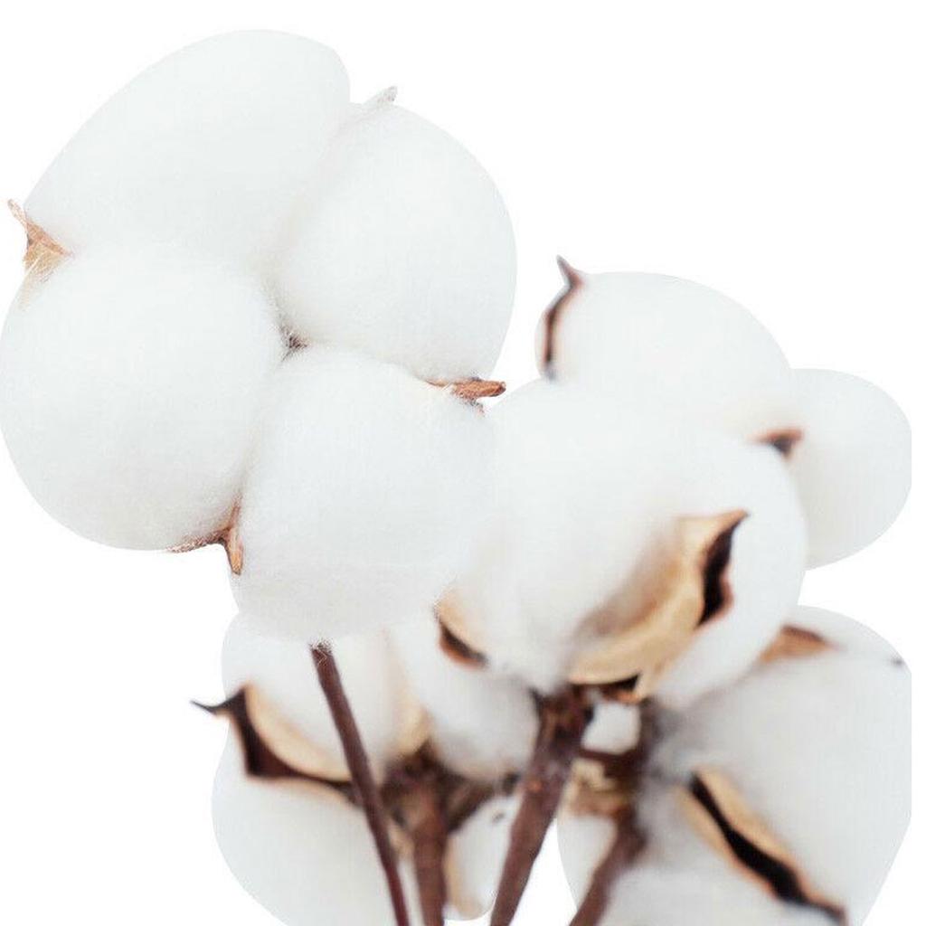 Buy Artificial Plants Naturally Dried Cotton Flower Floral Branch For ...