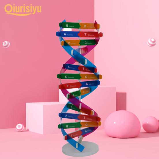Dna Test Kit DNA Model Double Helix Structure Model DNA Display ...