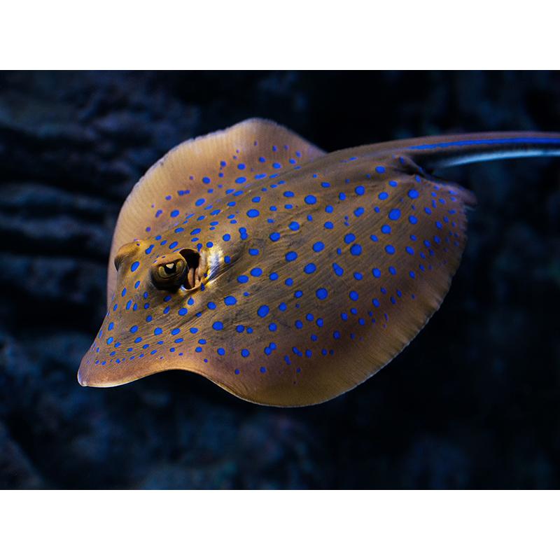 5D DIY Diamond Painting Fish world Diamond Embroidery Full Set Cross ...