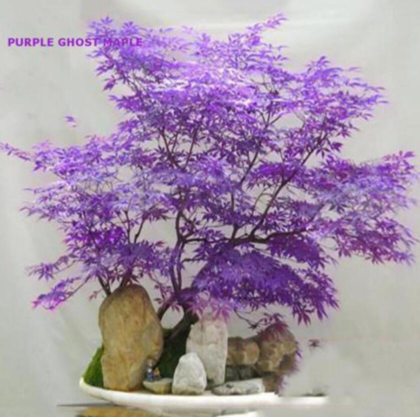 Японский клен Семена Atropurpureum Растение бонсай купить недорого ...