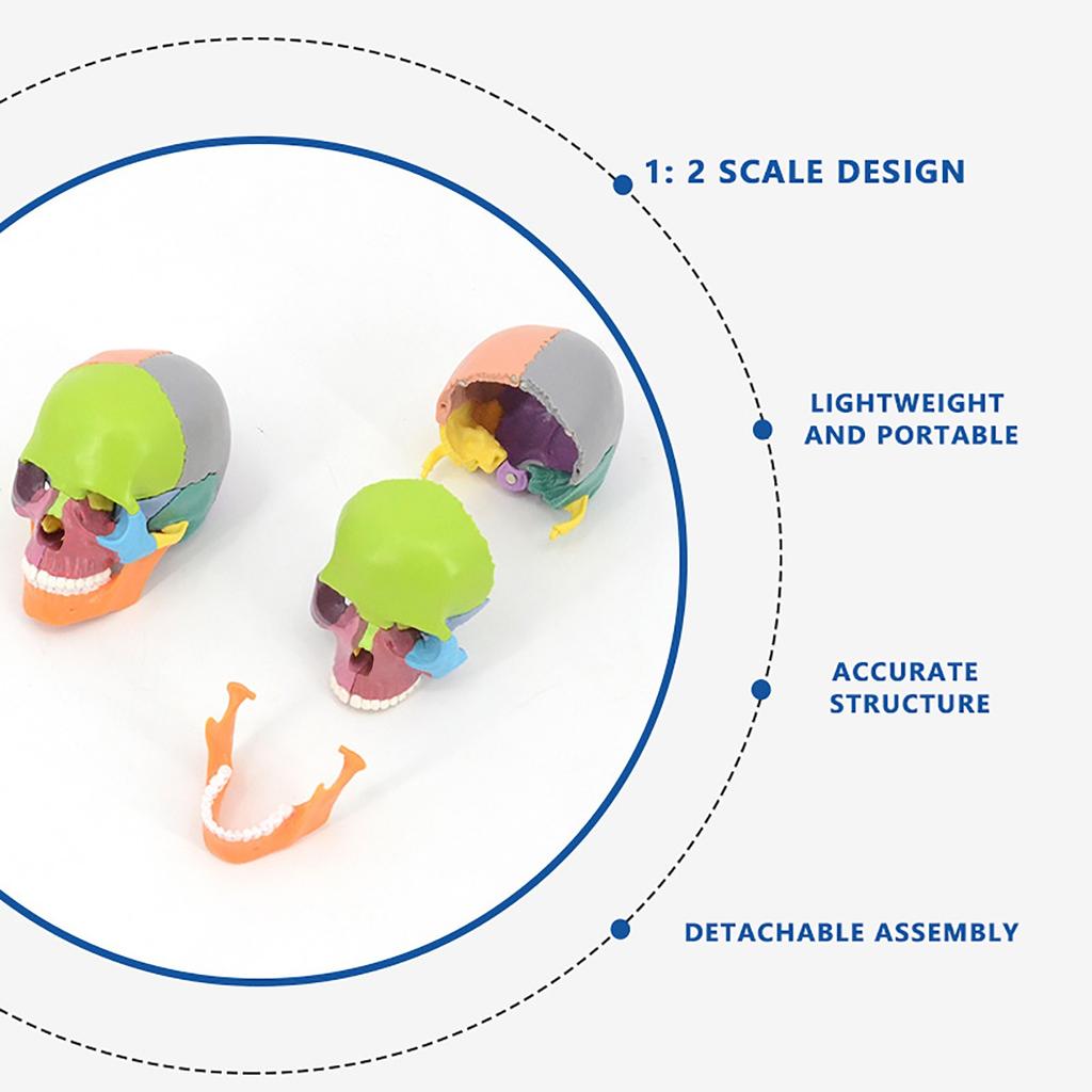 Buy Detachable And Assembled 4d Skull Skull Cap 1:2 Model 15 Parts at ...