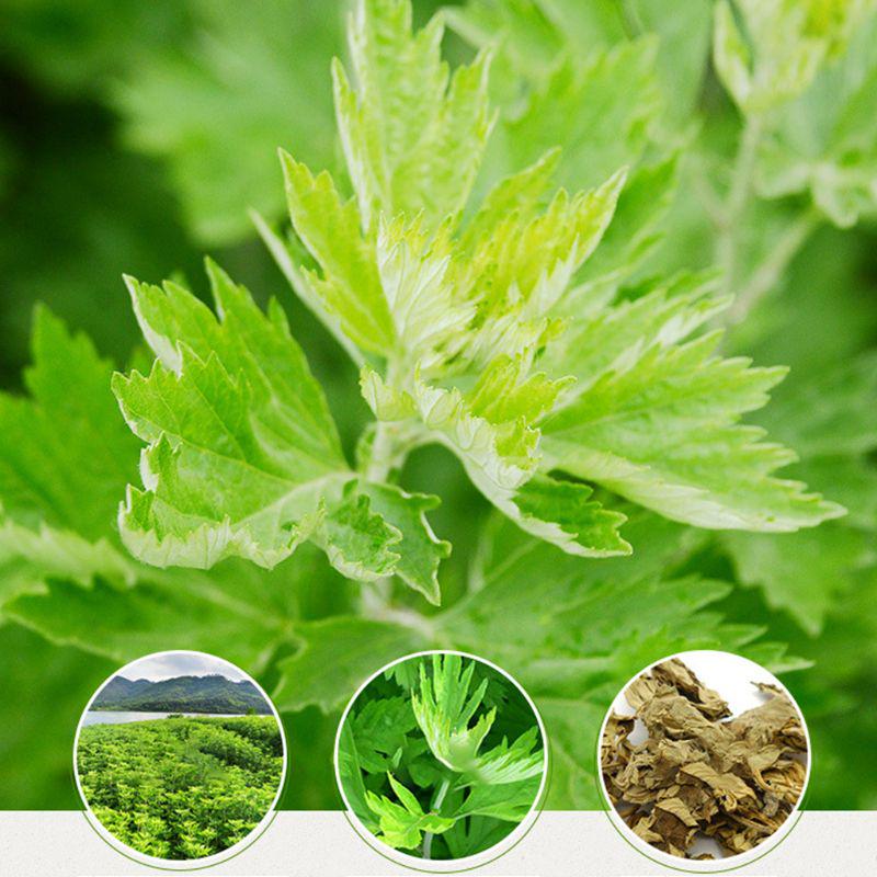 1Pc Moxa Mugwort Herb Wormwood Dried Leaves Cake Foot Bath Soak SPA ...