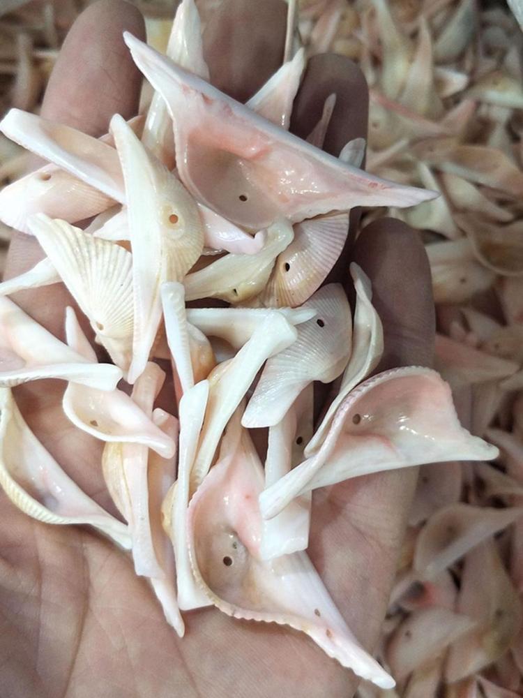 Buy 5pcs Natural Conch Shells Mini Conch Corn Screw Wall Diy Aquarium ...