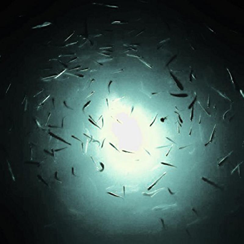 LED Fishing Finder 12V Underwater Submersible Lamp Fish Attracts Light ...