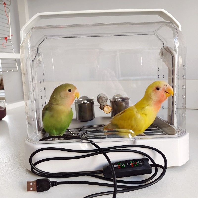 Buy Parrot Incubator Temperature-Controlled Hand-Reared Young Birds ...