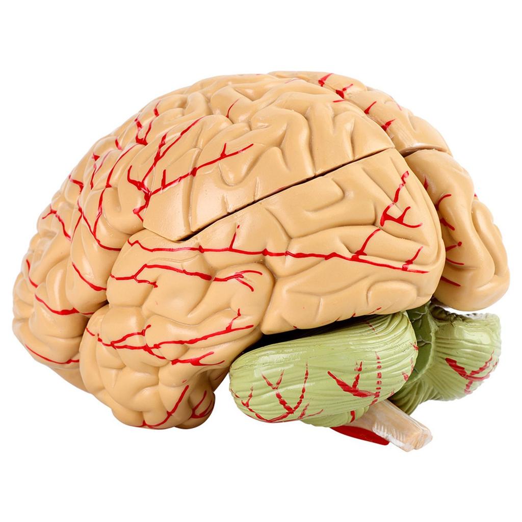 Buy AA BB Brain Shaping Anatomy Model Human Brain 8-part Brain Anatomy ...