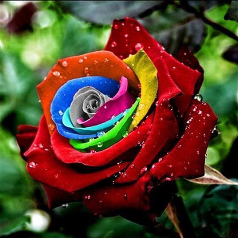 Buy Rose Seeds Inside Multicolor 50pcs Rainbow Flower Seed Flower ...
