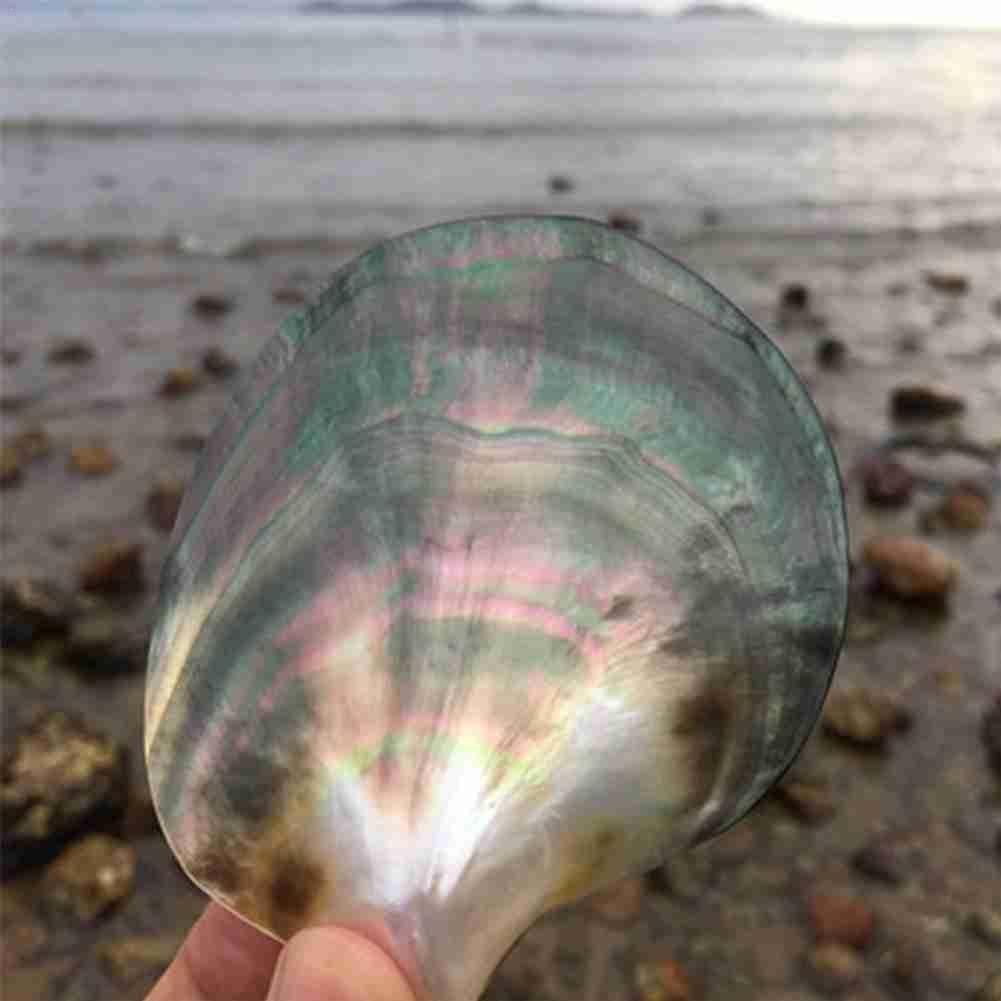 Cheap Natural Black Butterfly Shell Large Sea Shells Nautical Home ...