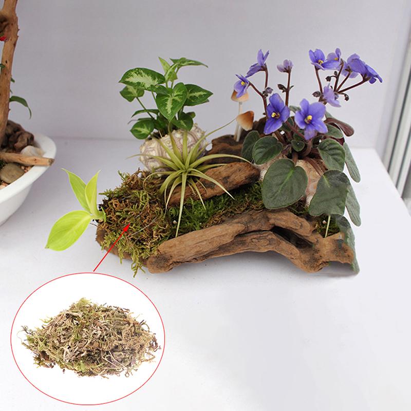 Купить 10 г водяного мха, сухой мох для выращивания, средняя матрица ...