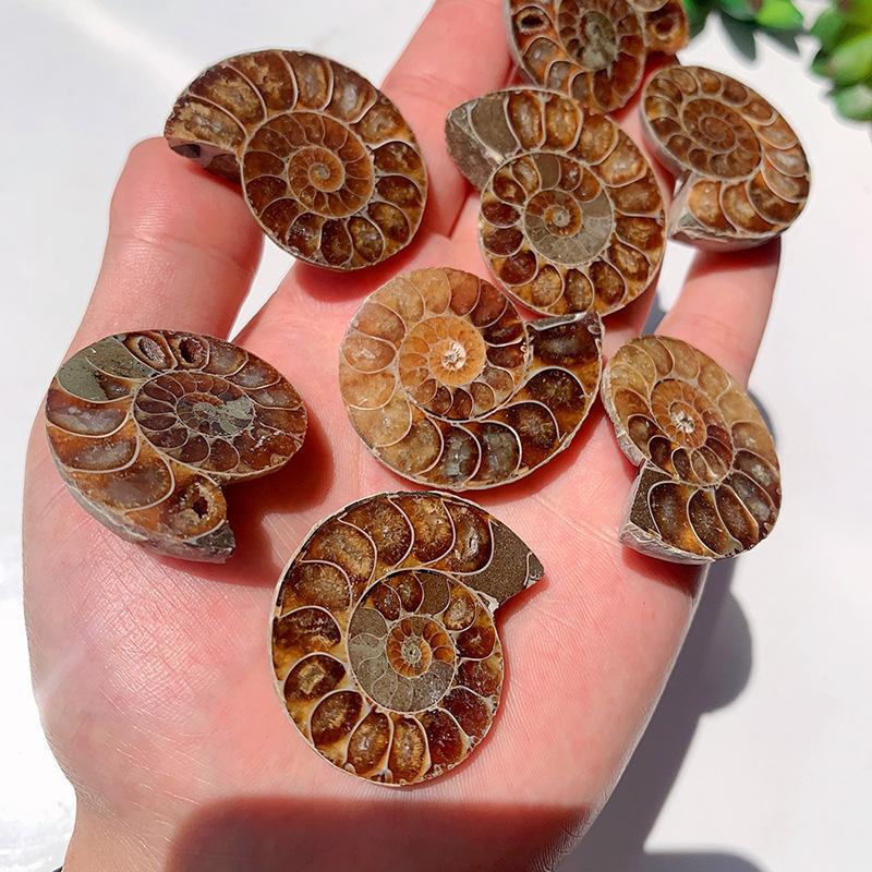 Cheap 1 pcs Fashion Beautiful Shape Conch Ocean Snail Fossils Seashell ...