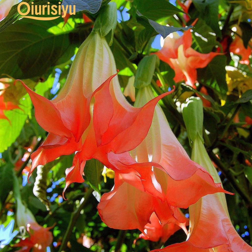 Buy 40Pcs Red Mandala Datura Garden Plant Flower Seeds at affordable ...
