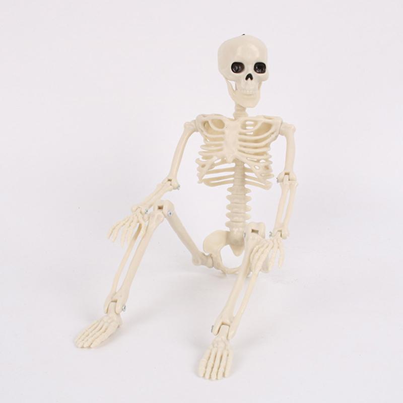 Buy Pdtoweb 1pc New Poseable Full Life Size Human Skeleton Prop ...