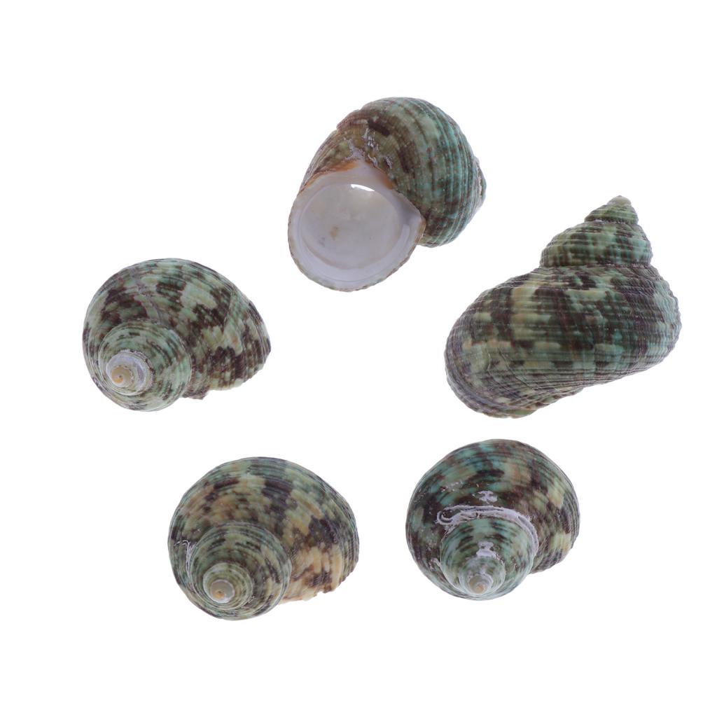 Buy 5Pcs Aquarium Fish Tank Natural Seashell Landscape Sea Conch Shell ...