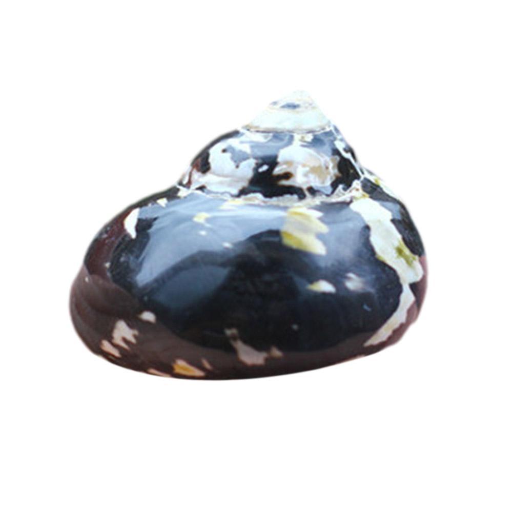 Satın alın Natural Conch Shell Black King Kong Snails Live In ...