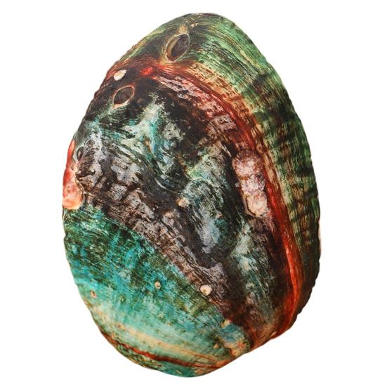Kaufe Exquisite Mussel Conch Sleeping Cushion Cozy Touch Stuffed Sea ...