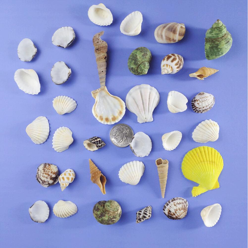 Buy 500g/Pack Mixed Ocean Beach Seashells for Home Decoration Party Art ...