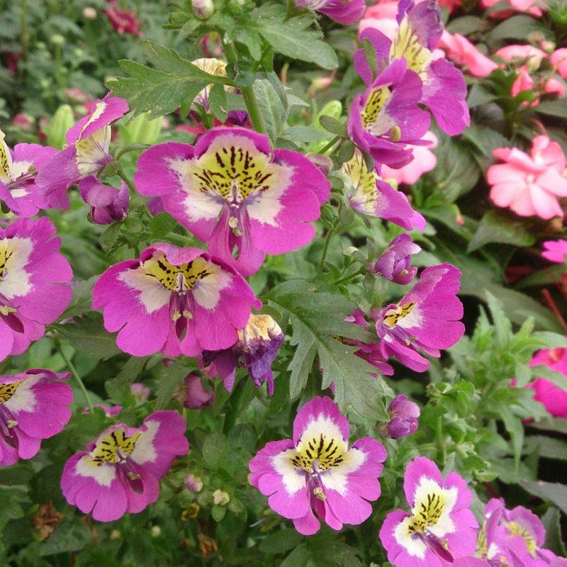 Buy 30 Pcs Flower Vegetable Tree Seed Bonsai DIY Home Garden at ...