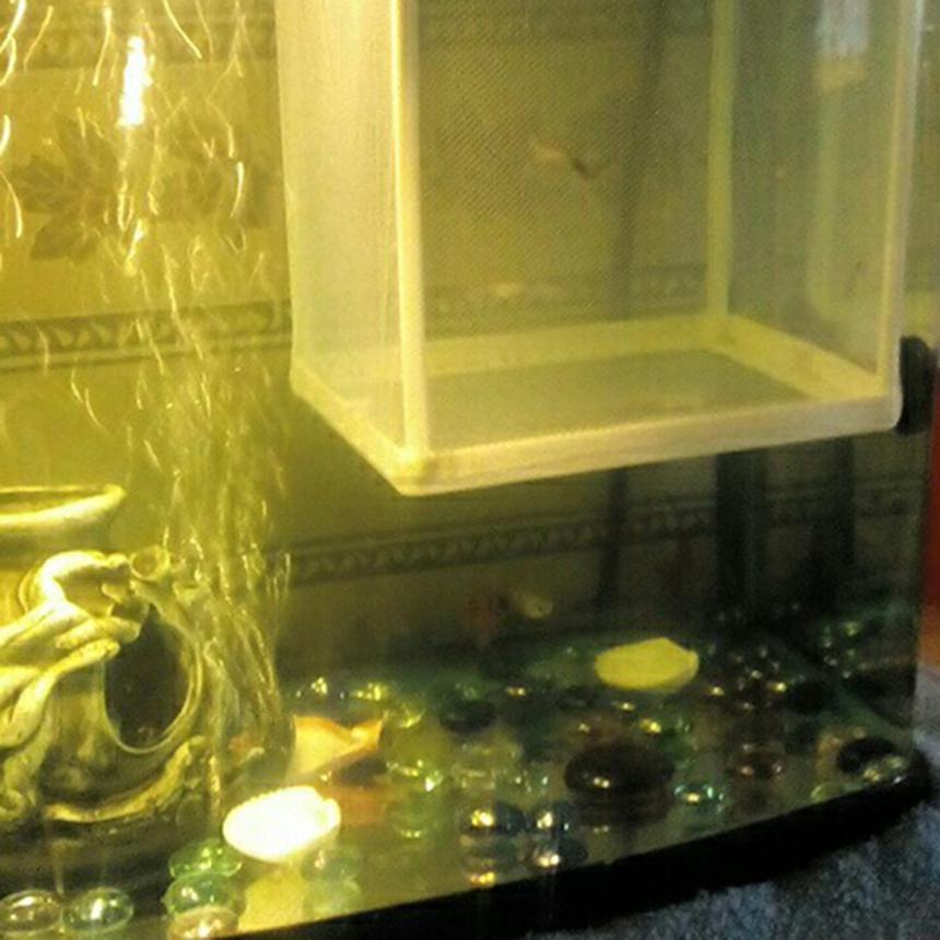 Buy Aquarium Fish Tank Guppy Breeding Breeder Baby/Fry/Newborn Net Box ...