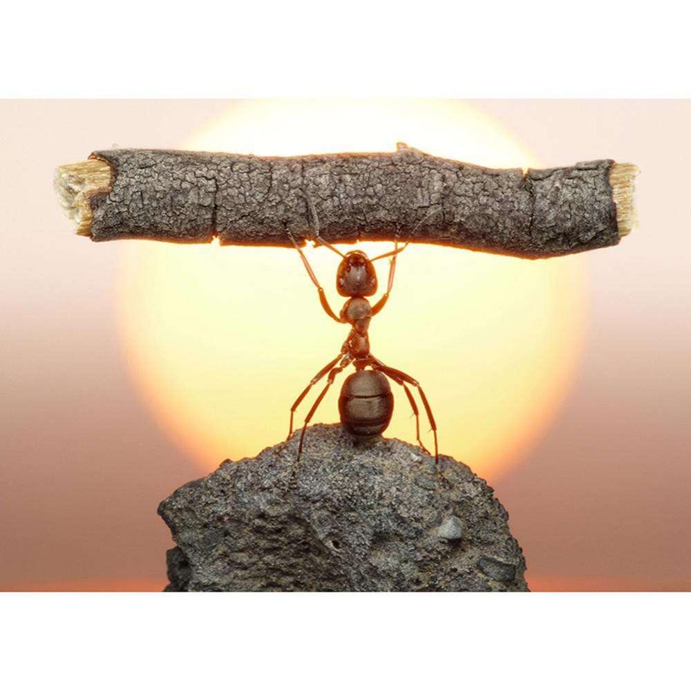 Buy Ants Lifting Wood 5D DIY Diamond Painting Full Round Diamond ...