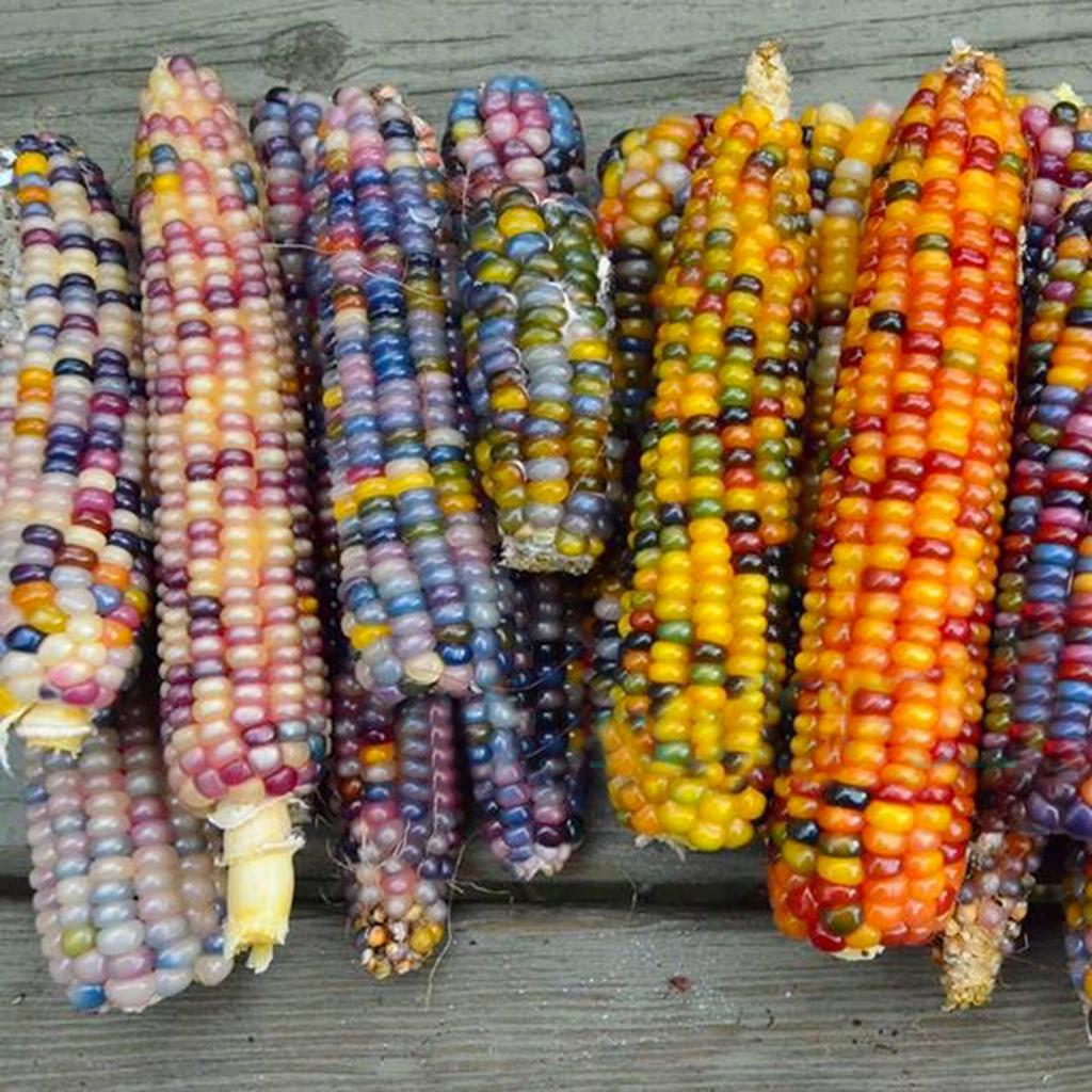 Rainbow Corn Food Edible Organic Rare Vegetables Grain Plants Seeds ...