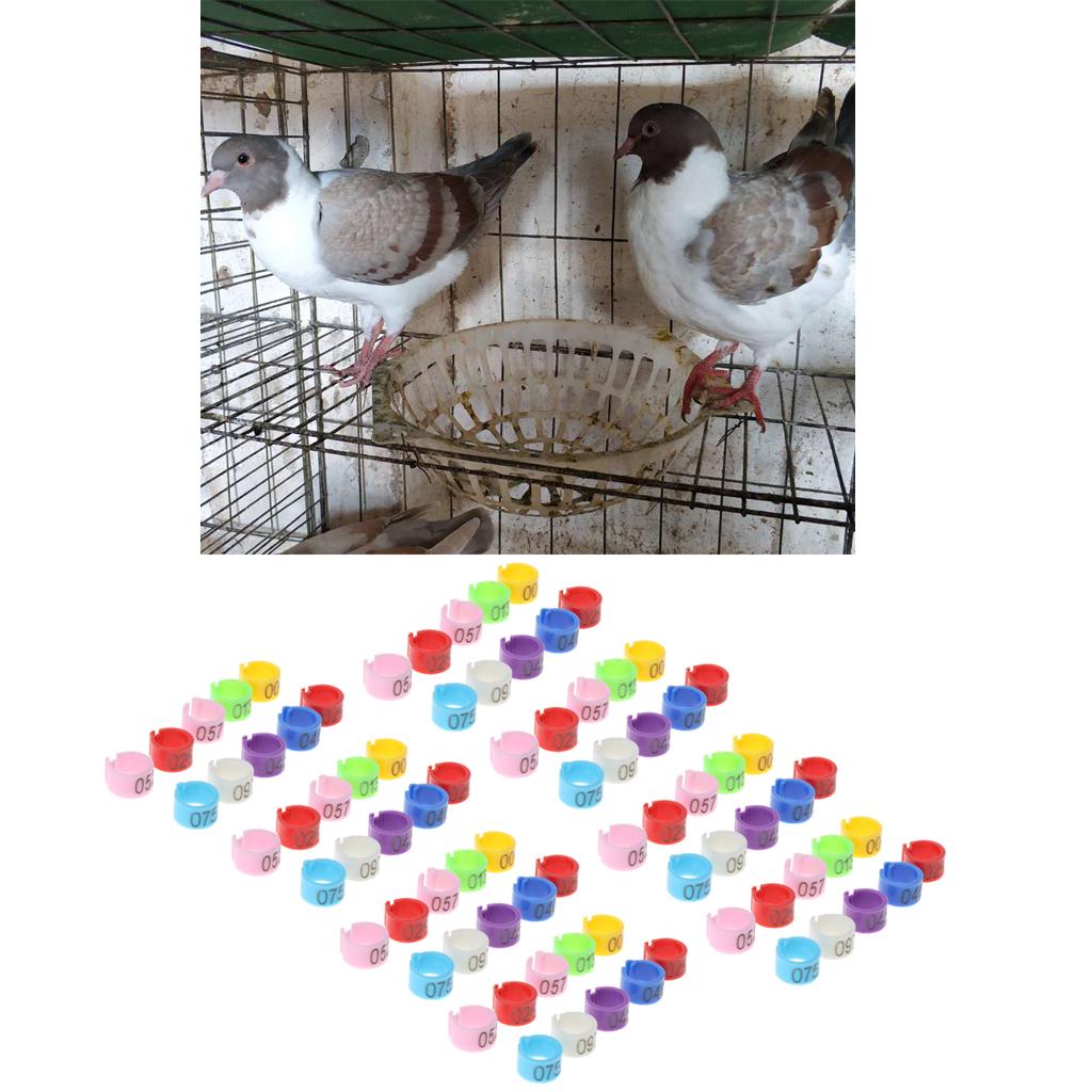Buy 50 Pcs Plastic Pigeon Leg Rings Bird Identification Race Colorful ...
