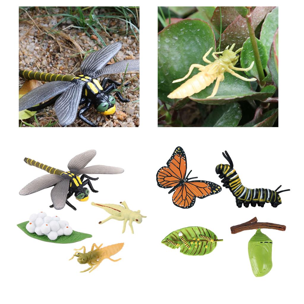 Buy Realistic Nature Butterfly Dragonfly Growth Education Learning ...