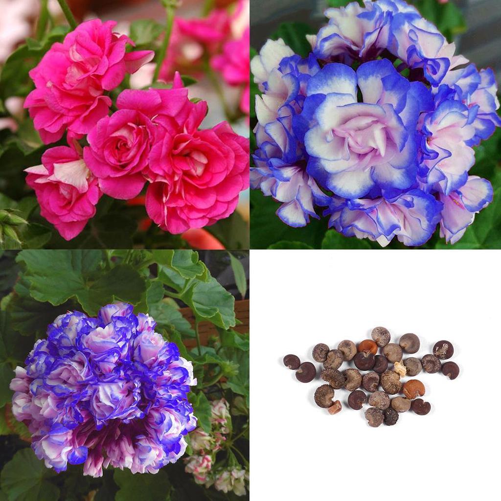 Buy Night Blue Geranium Bonsai Appleblossom Rosebud Pelargonium Flower ...