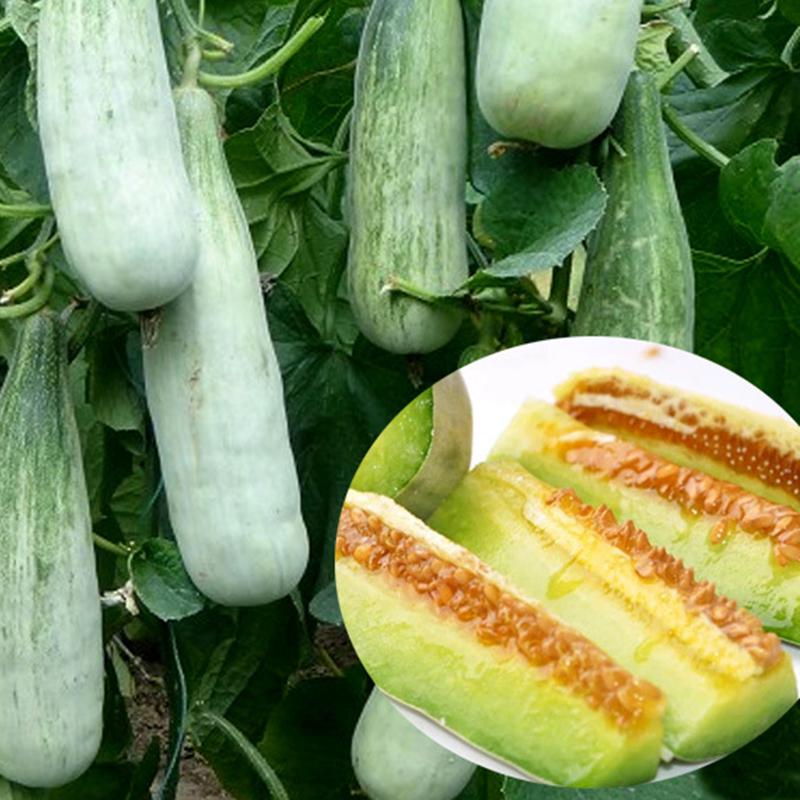 Buy 20Pcs Green Horn Long Sweet Melon Seeds Fruit Vegetable Honeydew ...