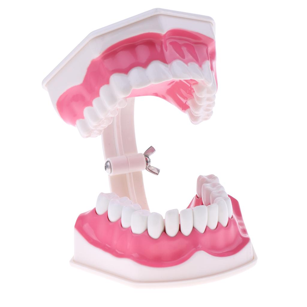 Buy 2X Large Dental Teeth Model W/ Toothbrush Dentist Teaching Oral ...