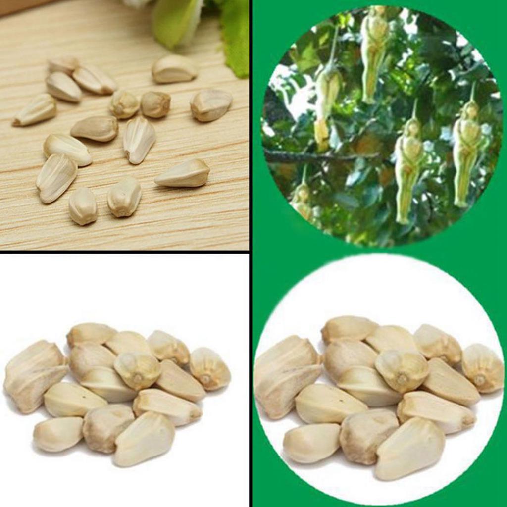 Buy 10Pcs Rare Female Shape Ginseng Pepino Seeds Fruit Seed Gardening ...