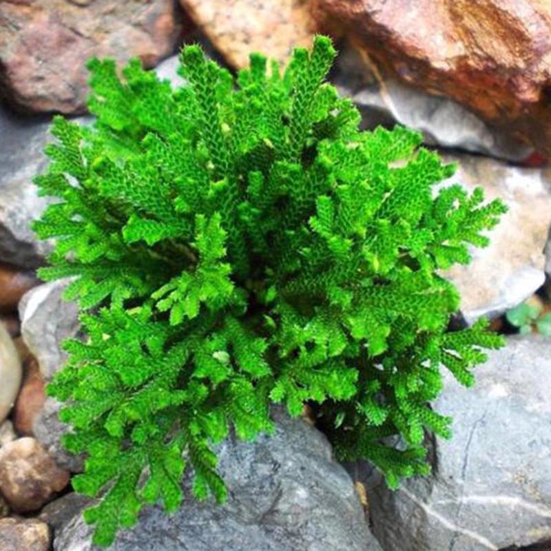 Buy Nine Death Revival Fern Selaginella Resurrection Grass Dead Revive ...