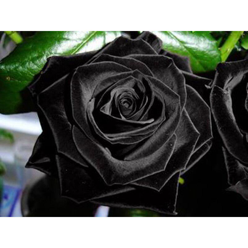 Diamond Painting Full Drill Black Rose Diamond Rhinestone Picture ...