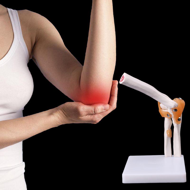 Buy Life Size Ligament Elbow Joint Medical Anatomy Model Skeleton Study ...