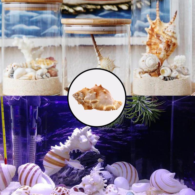 Buy Natural Shell Sea Cucumber Snail Fish Tank Landscape Aquarium ...