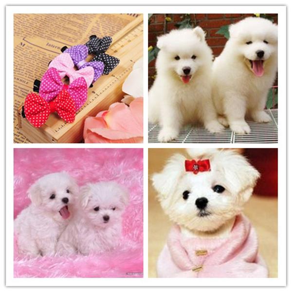 Buy Set Pet Dog Hair Clip Bows Ties Puppy Hairpin Dog Grooming ...